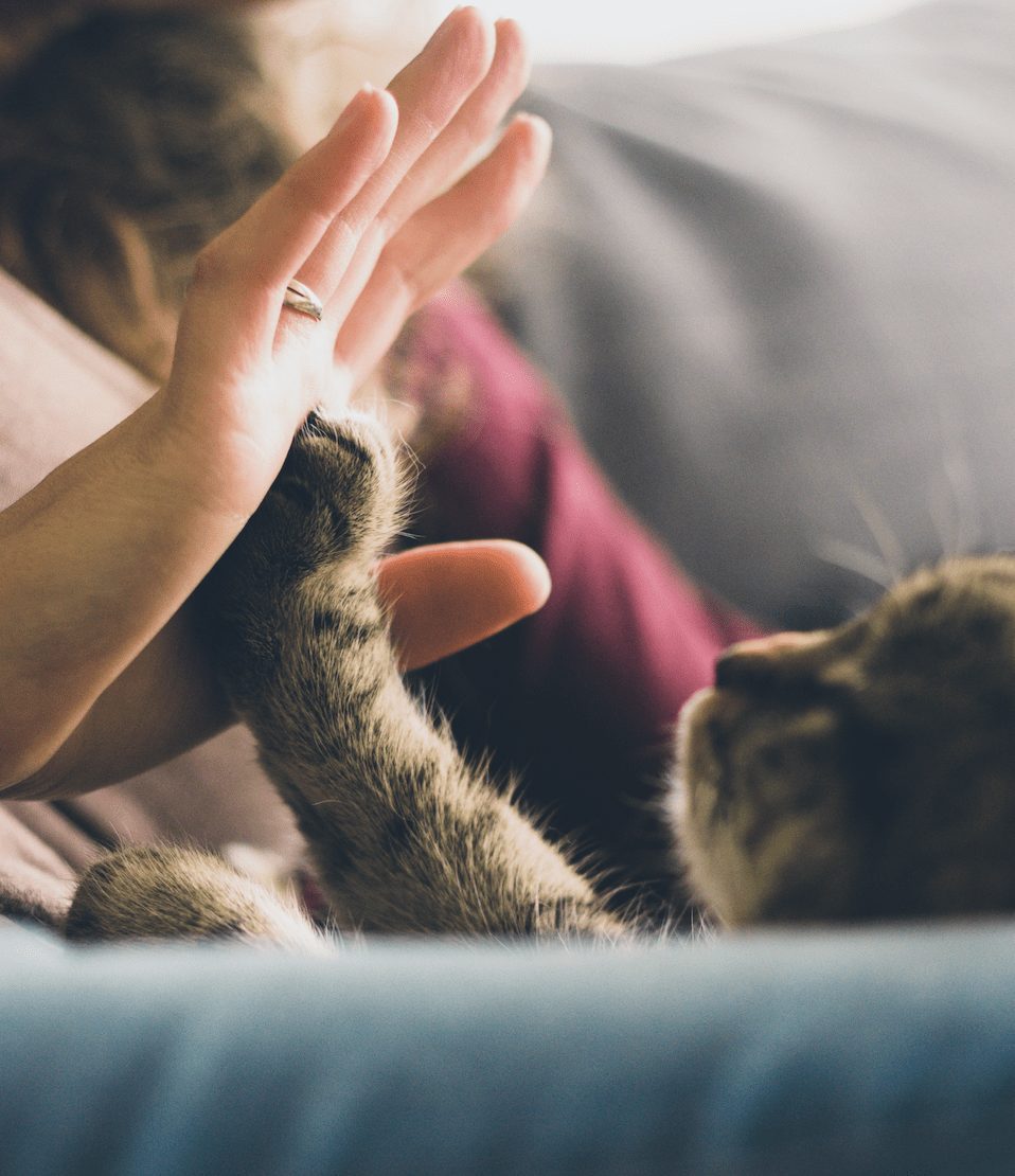 Therapeutic Laser | Healing Paws Animal Hospital